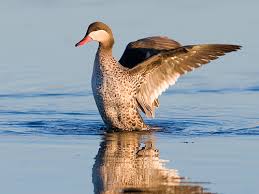 Roodbekpijlstaart / Pijlstaarten / Eenden / Eendachtigen / Watervogels ...