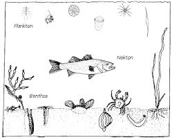 Ms J's Marine Ecology Class: Plankton Nekton Benthos