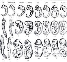 Vestiges and Recapitulation | Evidence4Creation