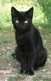 View topic - |The New Destiny~Warriors Mini-book~Book One| - Chicken ...